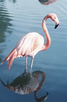 Flamingo Facts