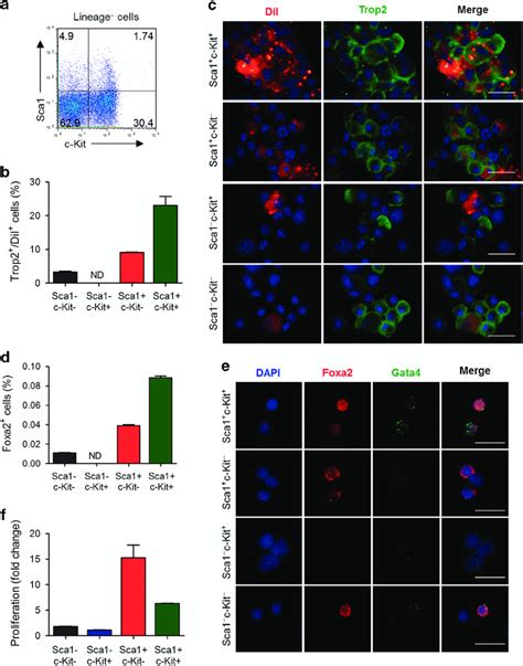 Lin − Cells Contained Foxa2 Gata4 Low Cells A The Sorted Lin −