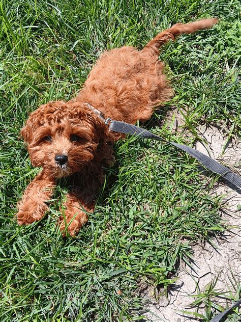 How Heavy Was Your Cavapoo At 5 Months Vs Final Weight R Cavapoo