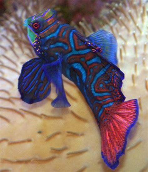 Mandarin Goby Fish