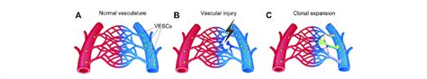 Schematic Illustration Of Angiogenesis Ie New Blood Vessel
