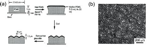 3 Preparation Of Randomly Oriented Wrinkle Pattern On A Gold Coated Download Scientific