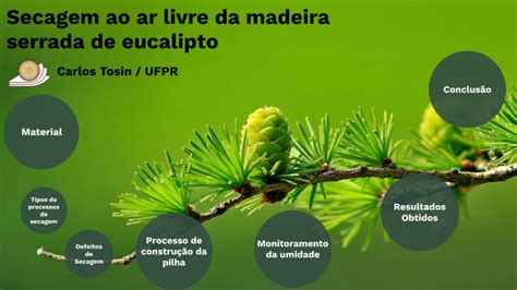 Secagem Ao Ar Livre Da Madeira Serrada De Eucalipto By Carlos Tosin On