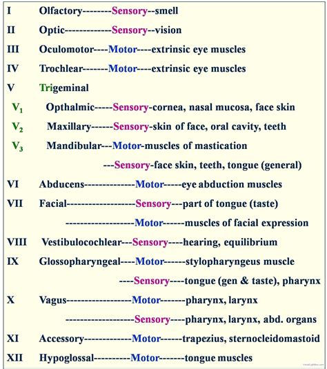 Cranial Nerve Function Test Embriology Department Of Anatomy Department Of Embryology Umf