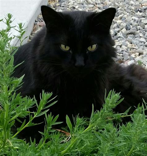 A Cat In The Bush Is A Tiger In The Jungle Just Ask A Grasshopper In