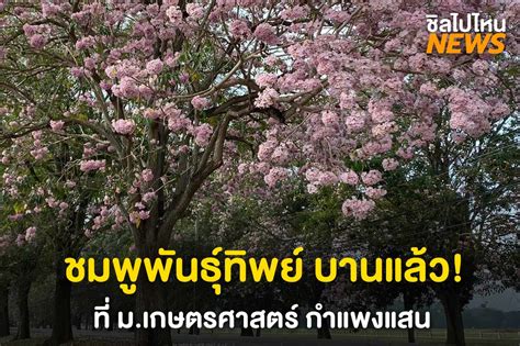 ชมพูพันธุ์ทิพย์ บานแล้ว ที่ ม เกษตรศาสตร์ กำแพงแสน