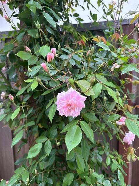 Help Identify This Rose Please Rroses