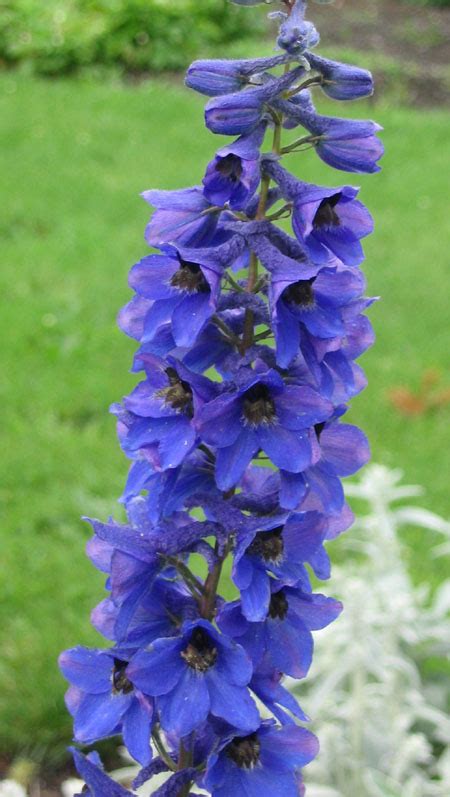 Terrapin Gardens Perennials Delphinium Oxysepalum