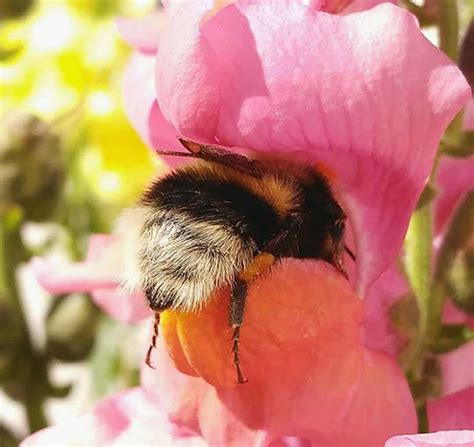 Cute Fuzzy Bee