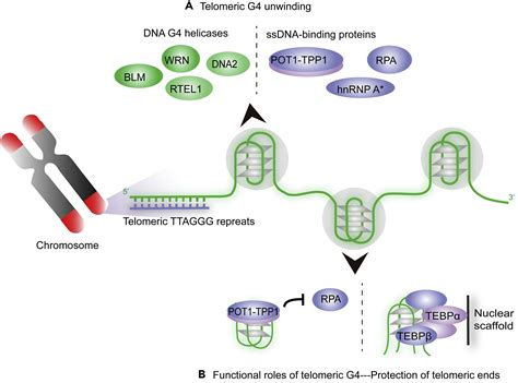 G Quadruplex A Regulator Of Gene Expression And Its Chemical Targeting Chem