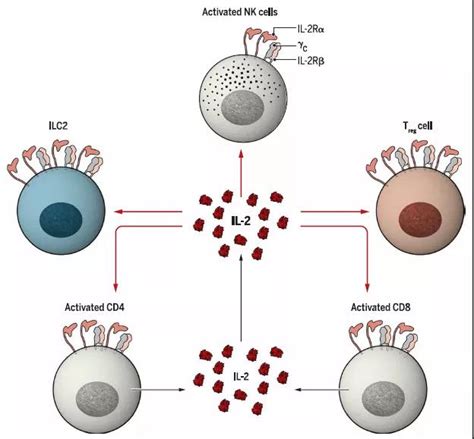 IL 2 Cytokine界的金刚小王子