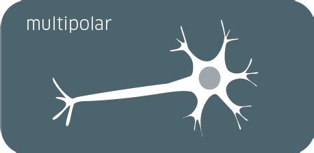 Nervenzelle Neuron Oder Gehirnzelle Was Ist Das Genau