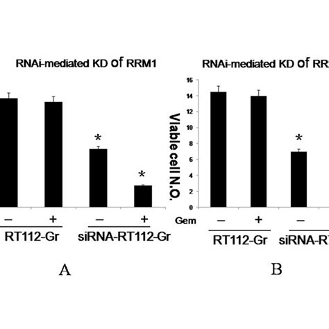 Expression Of Rrm1 And Rrm2 In Bladder Cancer Cell Lines Rt Pcr For