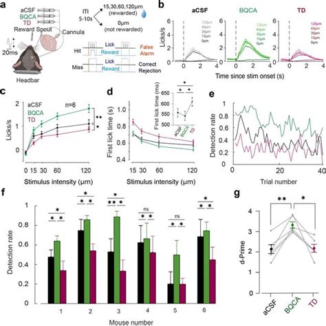 The Effect Of M1 Modulation On Mouse Detection Behaviour A A