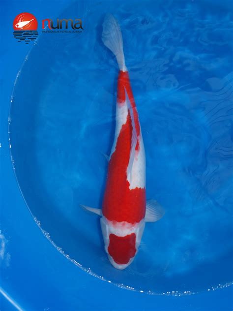 Koi Kapor Maruten Kohaku • Numask