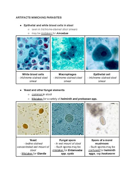 A Compilation Of Parasitology Microscopic Artifacts Artifacts