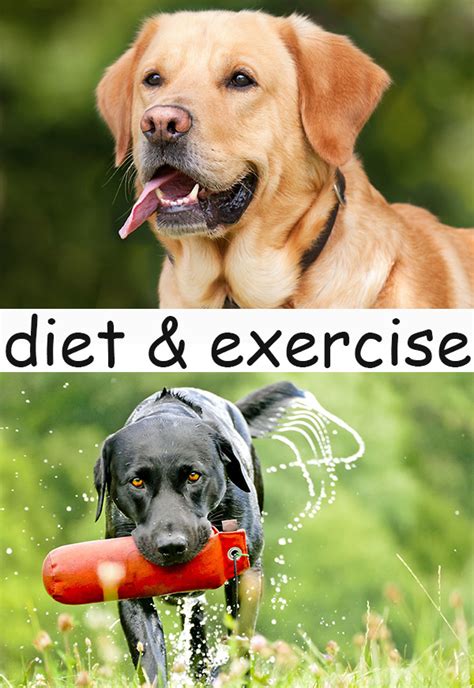Labrador Diet Plan
