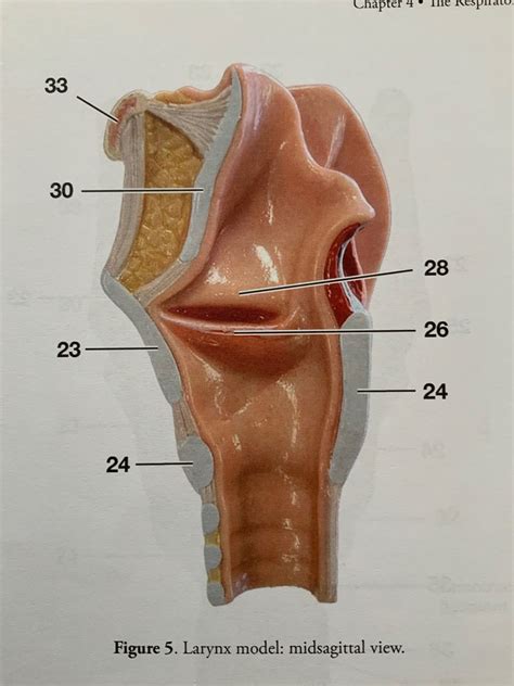 Larynx Anatomy Model Labeled