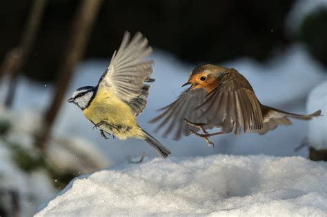 Bbc Wildlife Magazine Ray Brown Wildlife Photography Ray Brown