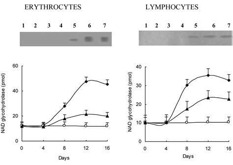 Cd38 Expression As Response Of Hematopoietic System To Cancer