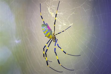 Joro Spider I Found At The Park Rspiders