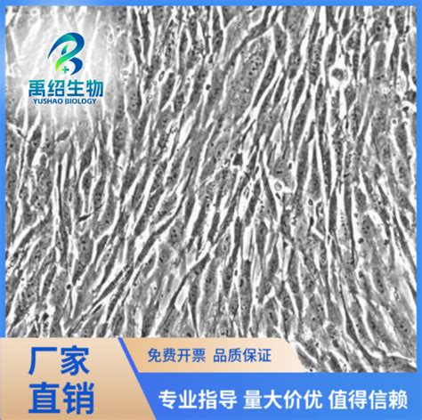 水稻纹枯病（立枯丝核菌）thanatephorus Cucumeris科研使用