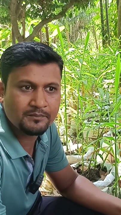 আদার পিলাই সংগ্রহ বা পুরাতন আদা সংগ্রহ করে অতিরক্ত লাভবান হন। Youtube