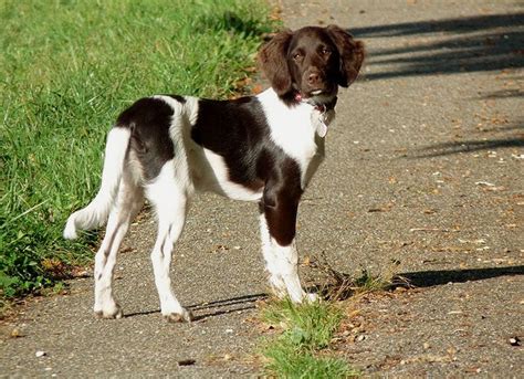 Kleiner Münsterländer Hondjes Honden