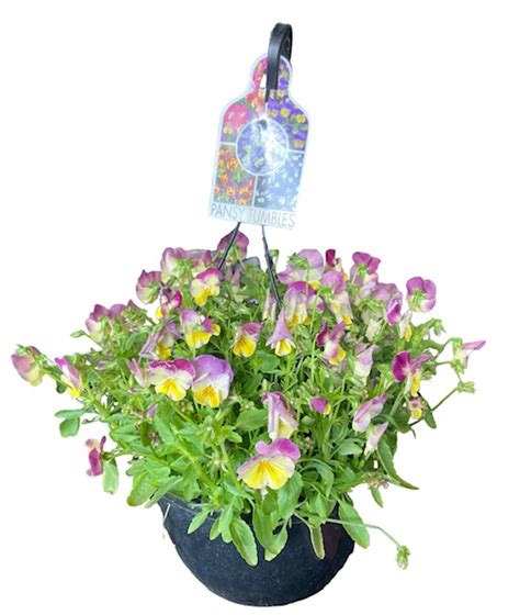 Pansy Tumbles Raspberry HB The Garden Feast