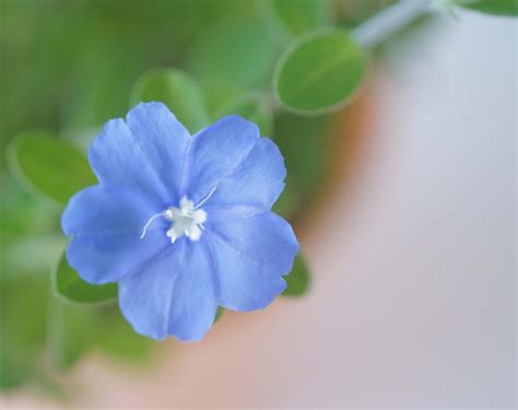 아메리칸 블루 키우기 물주기 가지치기 삽목 외목대만들기 네이버 블로그