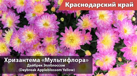 Обзор Хризантемы Мультифлора - Дайбрек Эплблоссом (Daybreak ...
