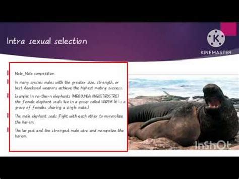 Sexual Selection Explained Evolution 1 LEARNINGLAnD YouTube
