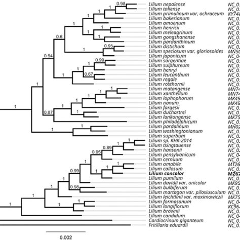 phylogenetic tree inferred by maximum likelihood ml method based on