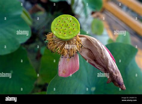 Lotus Flower Turning Into Lotus Seed Pod Young Green Lotus Seed Pod
