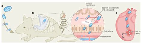 Mitochondrial Transplantation For Ischemic Heart Disease Nature