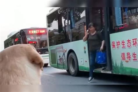狗子果然是人类最好的朋友一直在这里等着姐姐真是太听话了