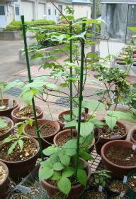 跡見群芳譜 野草譜 ハンショウヅル