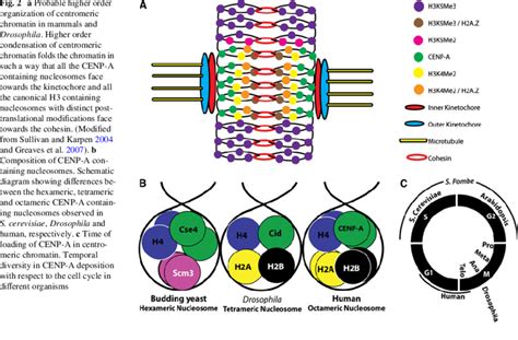 A Probable Higher Order Organization Of Centromeric Chromatin In Download Scientific Diagram