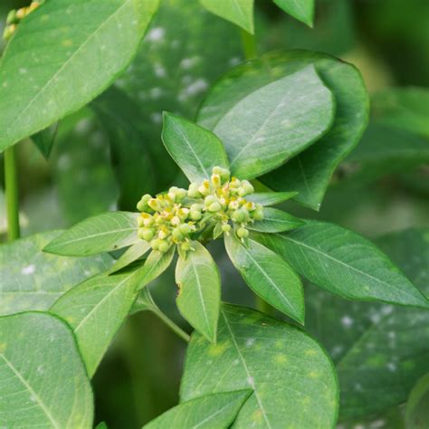 Euphorbia Heterophylla Picturethis