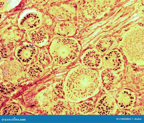 Dorsal Root Ganglion Neurons Golgi Apparatus Royalty Free Stock