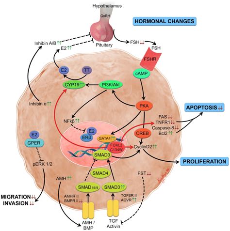 Illustration Of The Pathogenesis Of Adult Granulosa Cell Tumor Showing