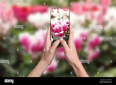 Plant Identifier Application Woman Taking Photo Of Flowers Outdoors