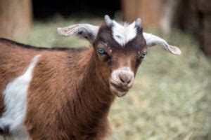 The Ultimate Myotonic Goat Breed Guide Fainting Goats Explained