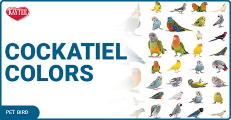 Cockatiel Bird Types Atelier Yuwaciaojp