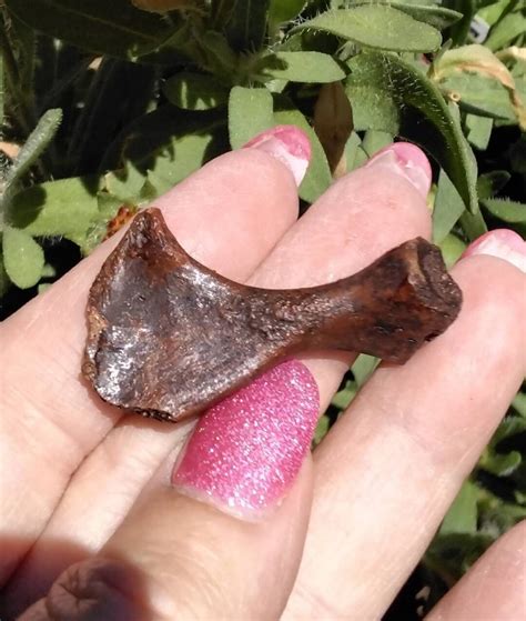 Turtle Pelvis Extinct Fossil Etsy