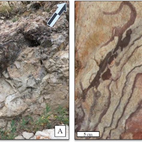 A Generalized Stratigraphic Column Of The Pryor Mountain Area Mt