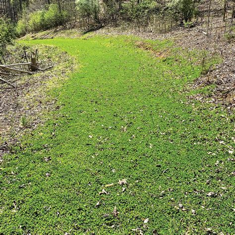 Small Hunting Food Plots Feature 1 National Deer Association