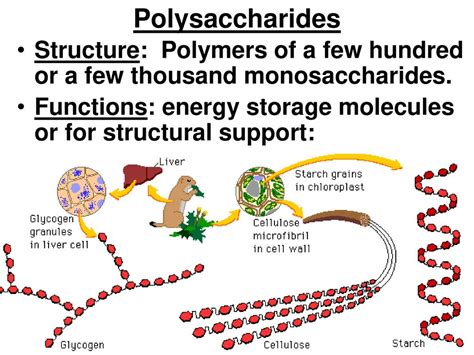The Structure And Function Of Macromolecules Ppt Download