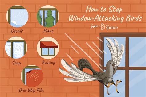 Tips To Stop Birds Attacking Windows