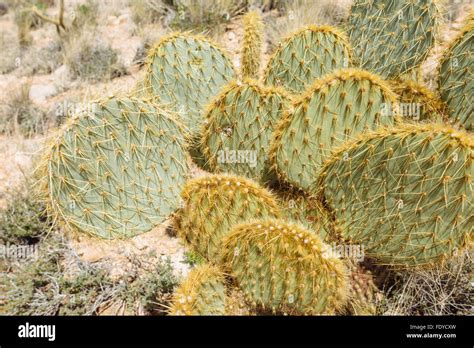 Pancake Prickly Pear Cactus Opuntia Chlorotica In Mojave National